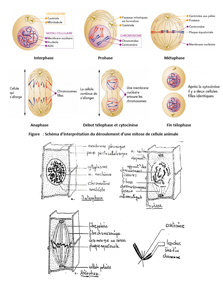 Planches Division Et Cycle Cellulaire | PDF