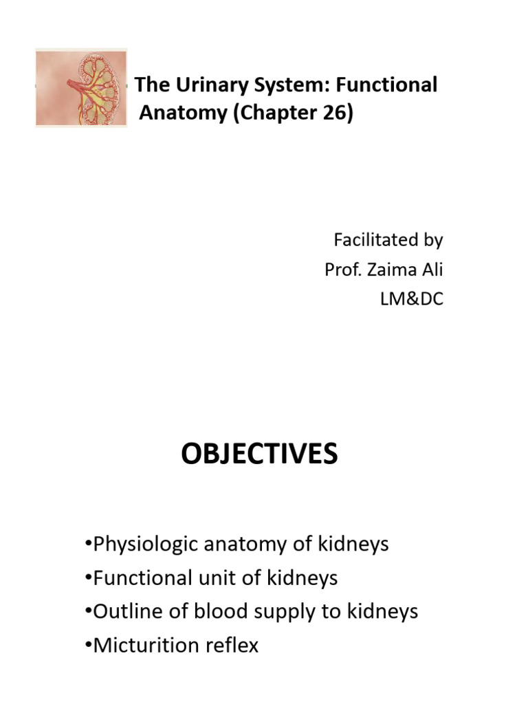 26 Urinary System | PDF