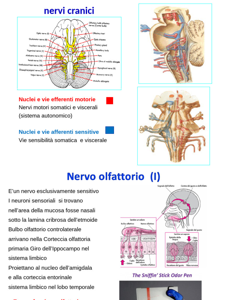 Nervi Cranici I-II III IV Vi | PDF