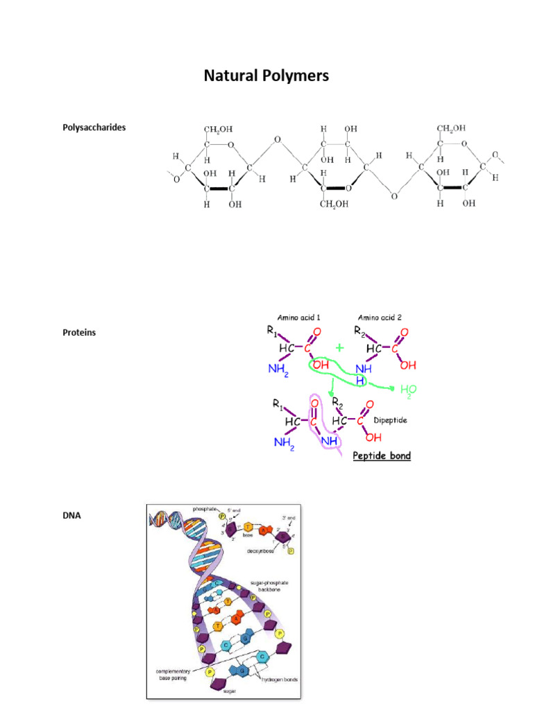 Natural Polymers | PDF