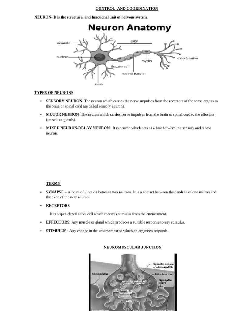 CONTROL AND COORDINATION Notes 1 | PDF | Neuron | Thyroid Stimulating ...