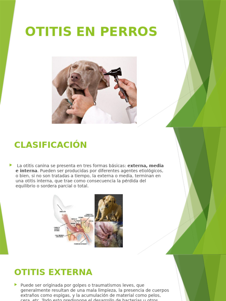 Enfermedades Del Oido Perros y Gatos | PDF