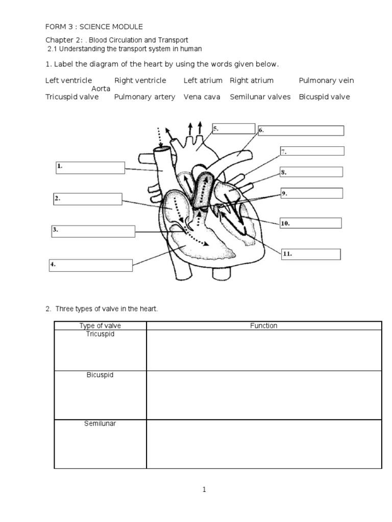 Blood Circulation and Transport Module | PDF | Heart Valve ...