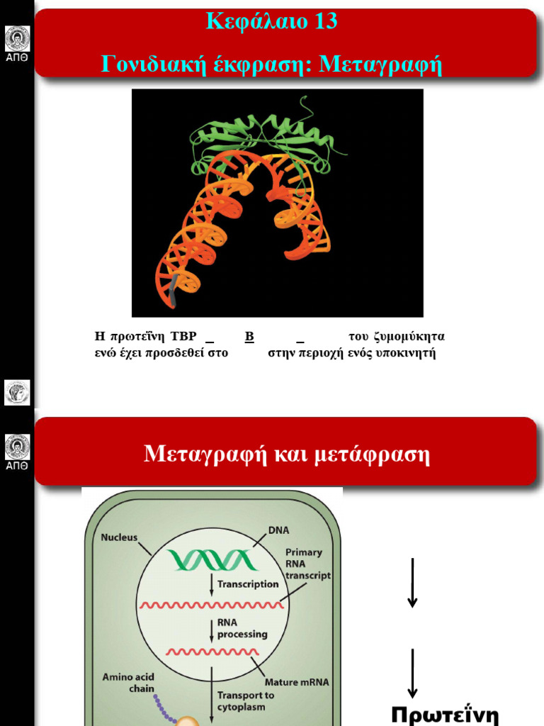 GeneticsI 05-Transcription | PDF