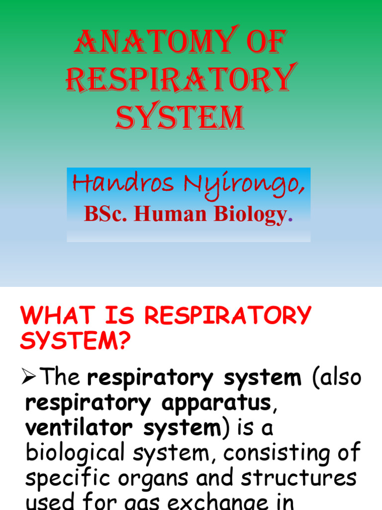 Anatomy of Respiratory System | PDF