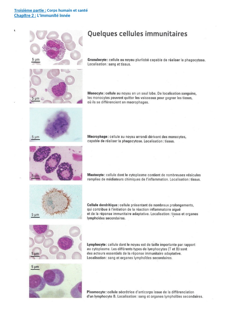 Les Cellules Immunitaires | PDF