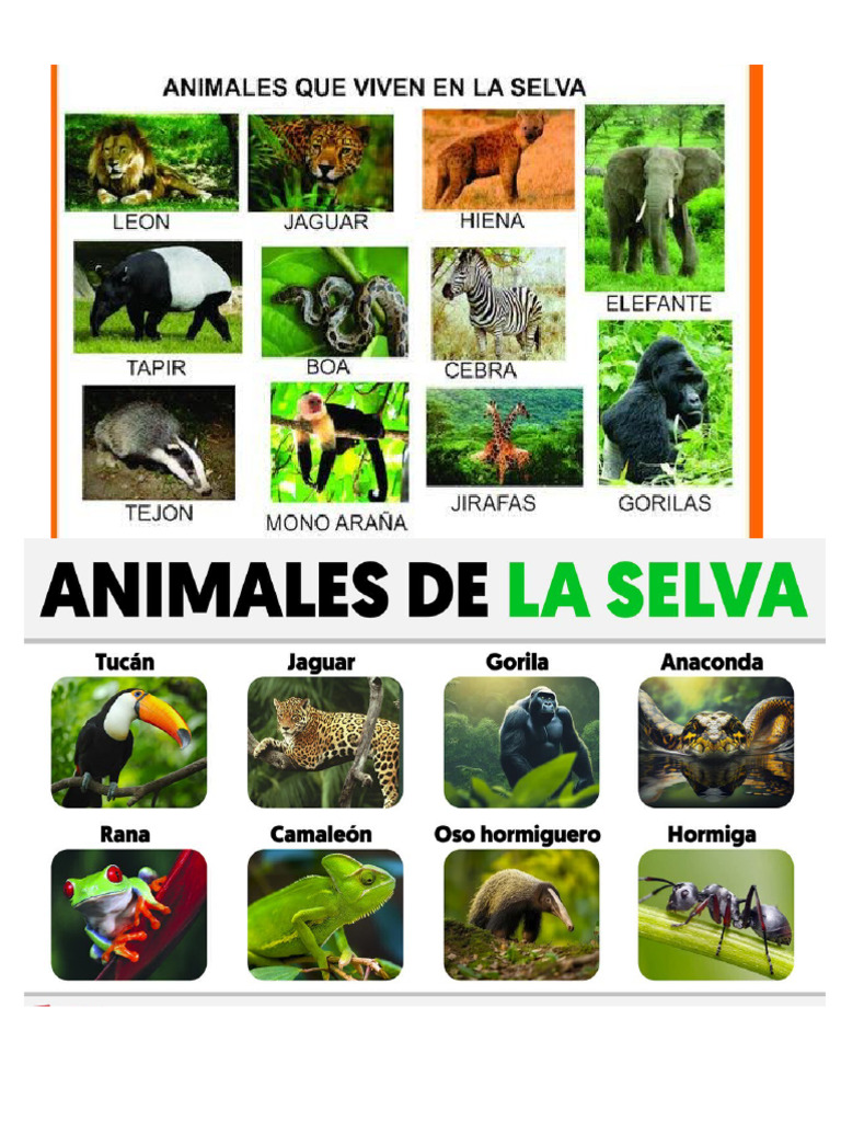 animales de la selva | PDF