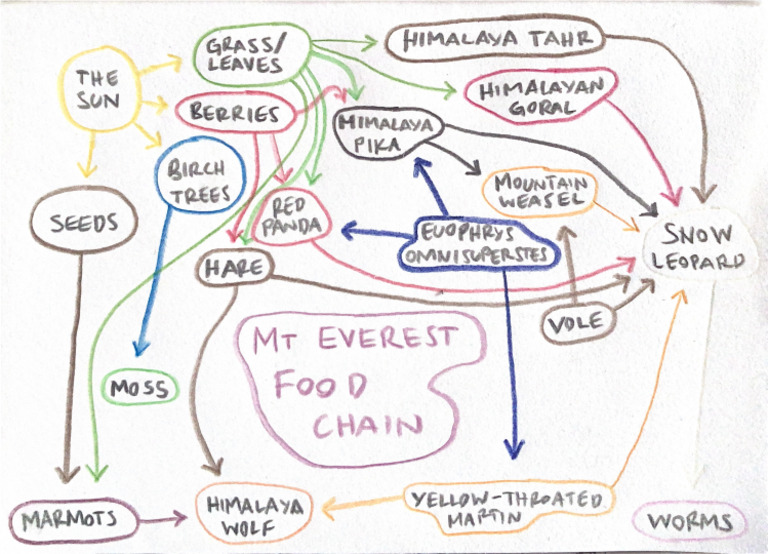 Mt Everest food chain | PDF