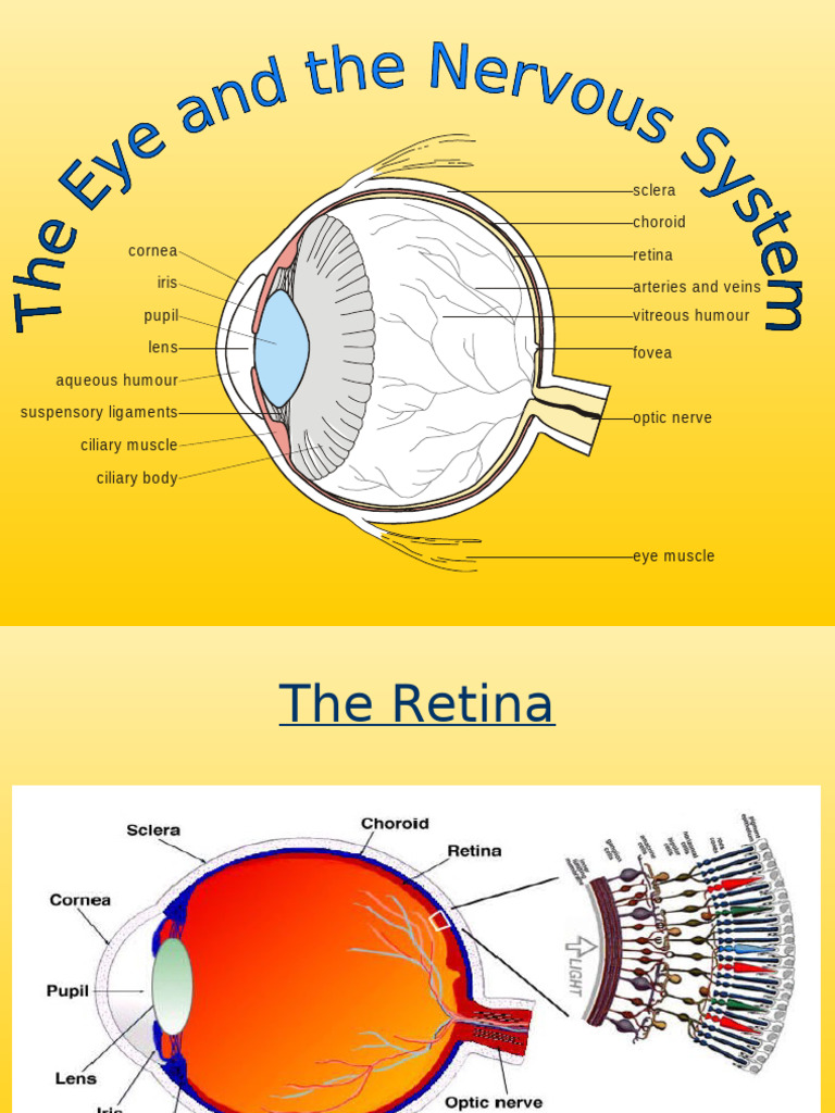 Sclera Choroid Retina Arteries and Veins Cornea Iris Pupil Lens Aqueous ...