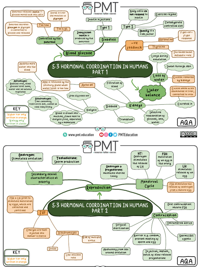 5.3 Hormonal Control in Humans | PDF