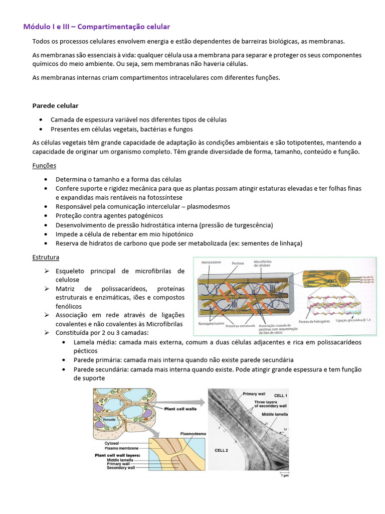 Resumo BioCel | PDF