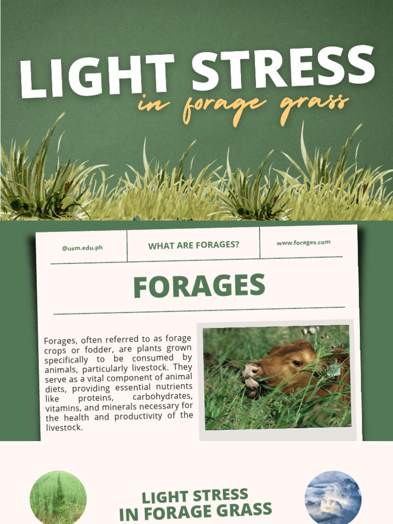 Light Stress in Forage Grass - Gesulga & Peñaflor | PDF | Home & Garden