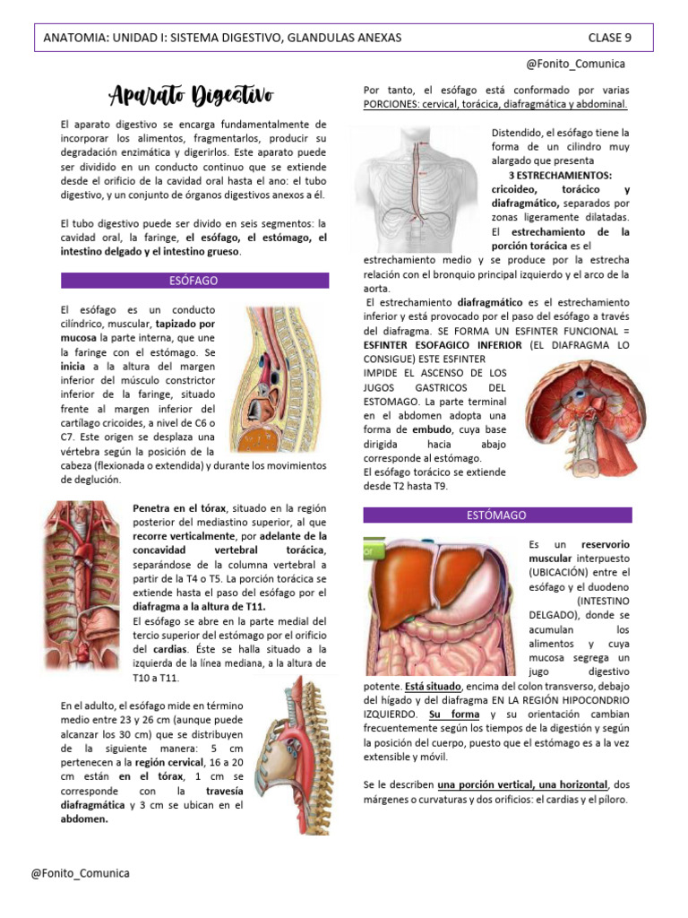Clase9 Parte 2 Aparato Digestivo | PDF