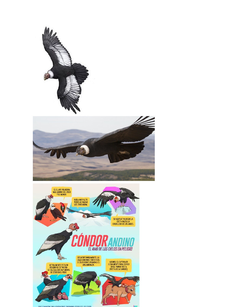 La Rana Gigante Del Lago Titicaca Es La Rana Acuática Más Grande Del ...