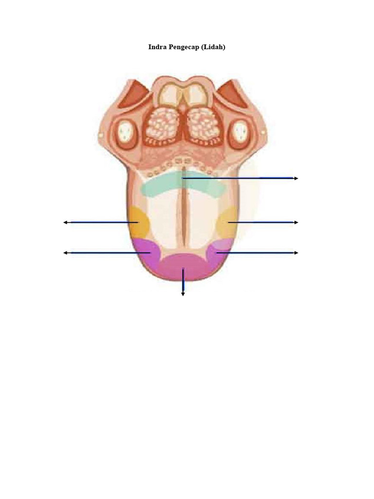 Anatomi Indra Pengecap Lidah | PDF | Seni & Disiplin Bahasa