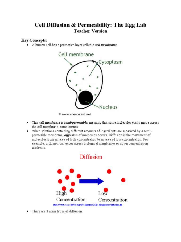 Cell Diffusion And Permeability Teacher Version Pdf Cell Membrane