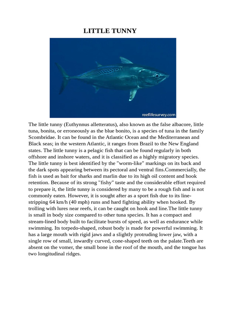 Little Tunny | PDF