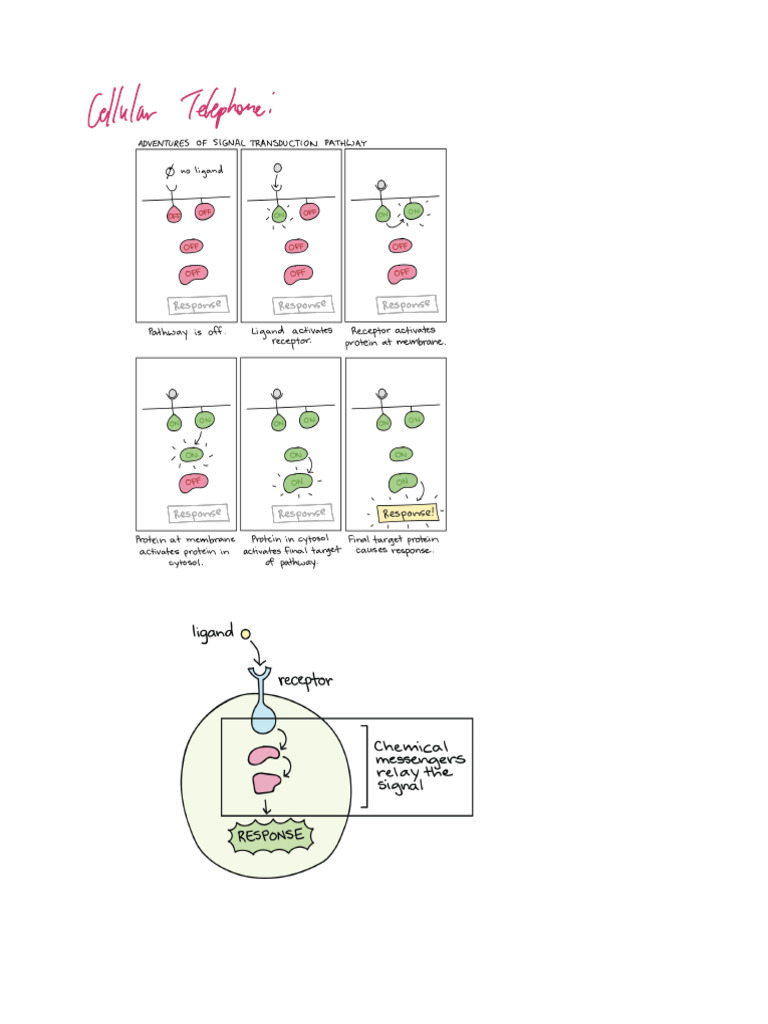 Signal_Relay_Pathways | PDF