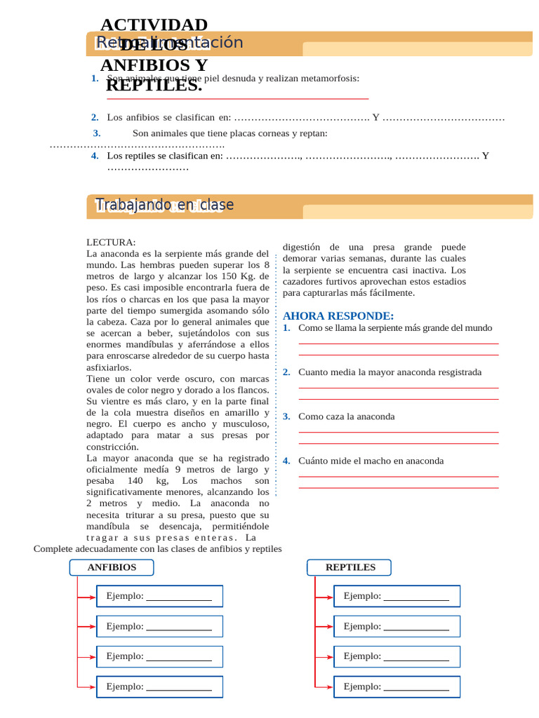 Actividad Anfibios y Reptiles | PDF