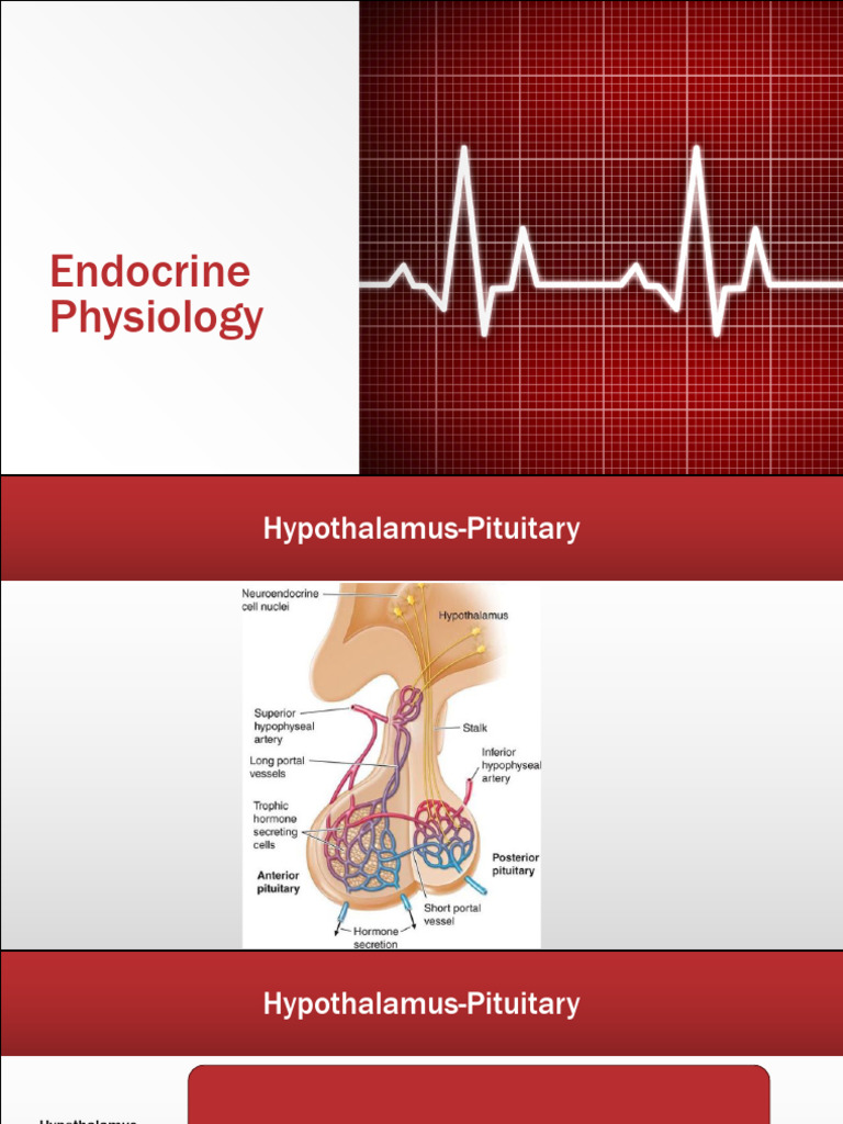 Endocrine Physiology | PDF