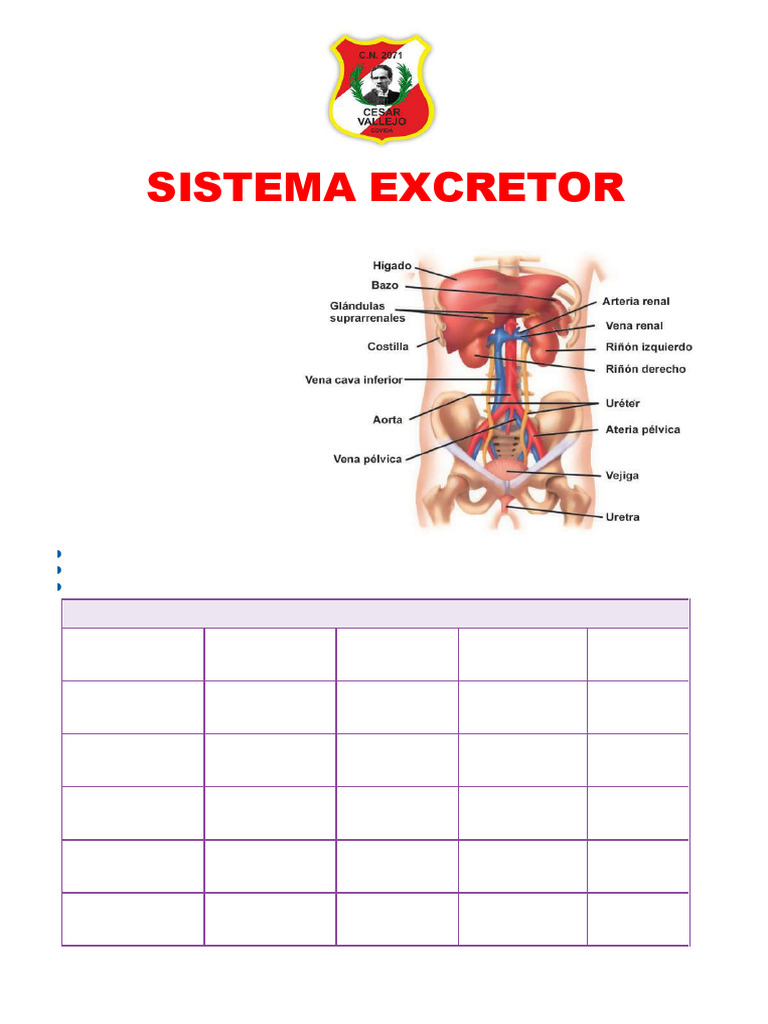 Sistema Excretor | PDF