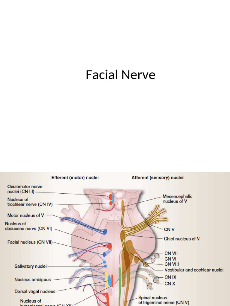 Facial Nerve | PDF