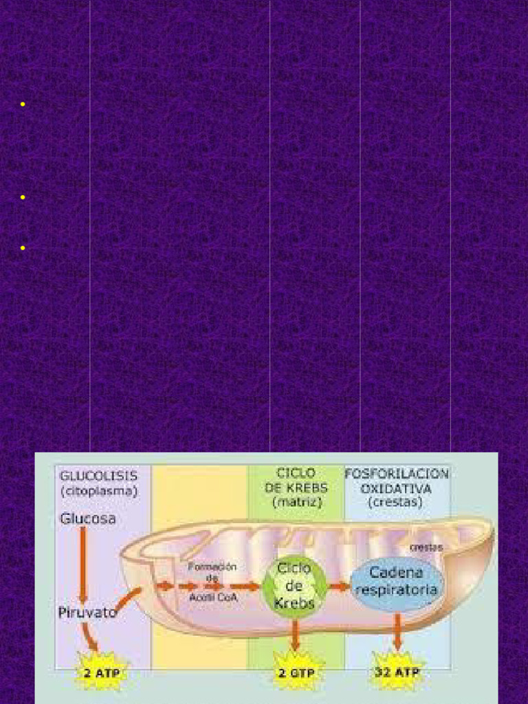 19 2016 Teoría Unidad 15 Cadena Transporte de Electrones y Fosforilacion Oxidativa | PDF