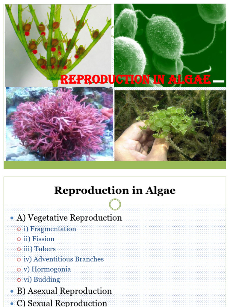 07 Lecture Summary Reproduction In Algae Pdf Sexual Reproduction Reproduction
