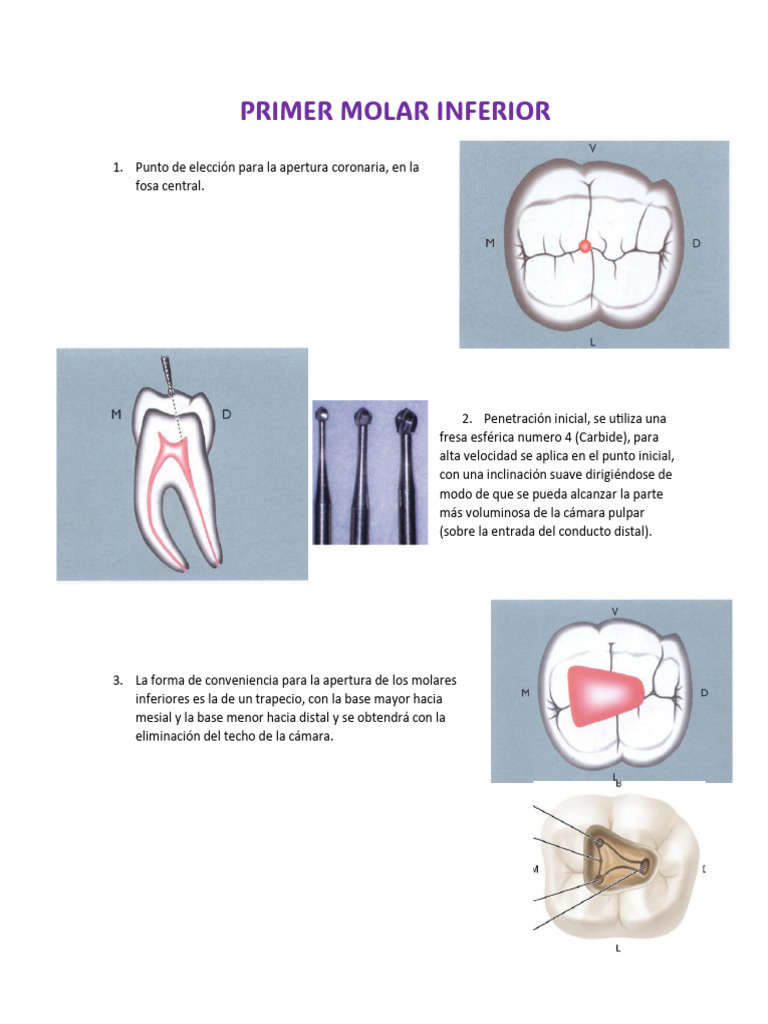 Primer Molar Inferior 1 | PDF