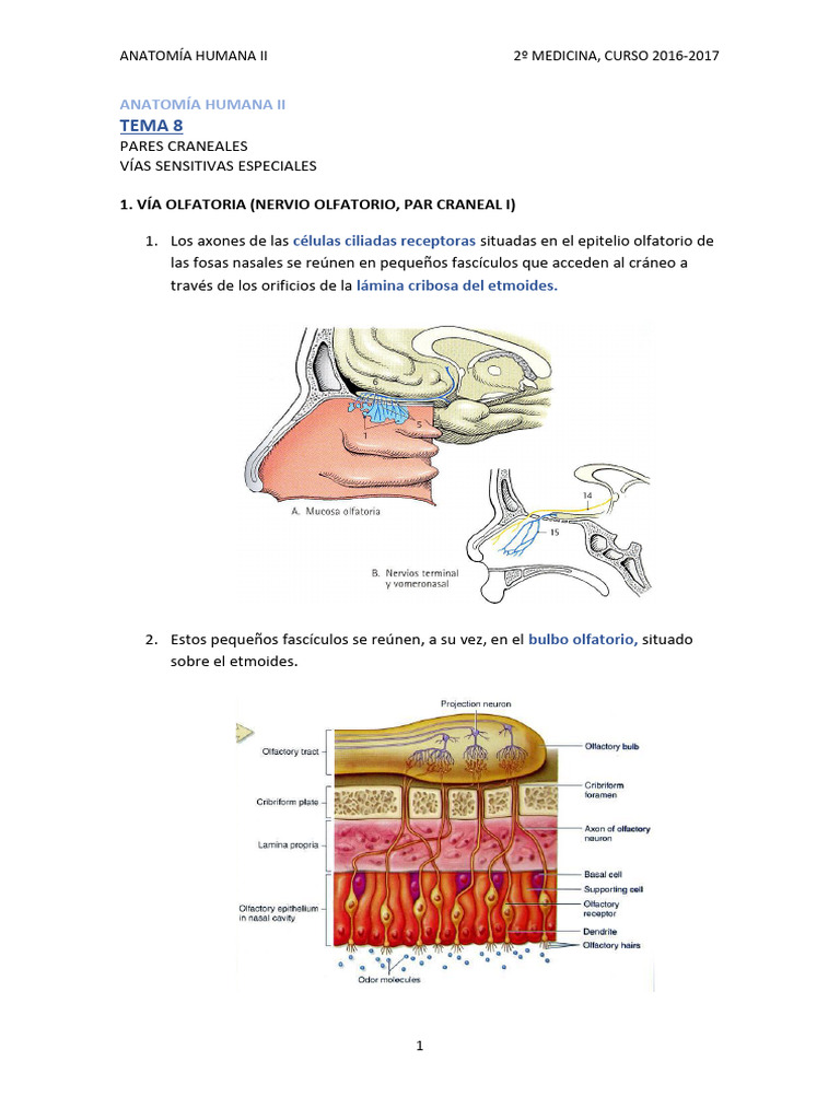 wuolah-free-TEMA 8 - PARES CRANEALES Y VÍAS SENSITIVAS ESPECIALES-gulag-free | PDF
