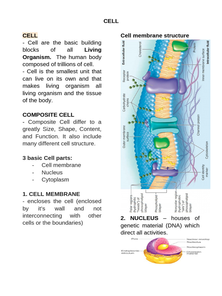 Anaphy - Cell 3 | PDF