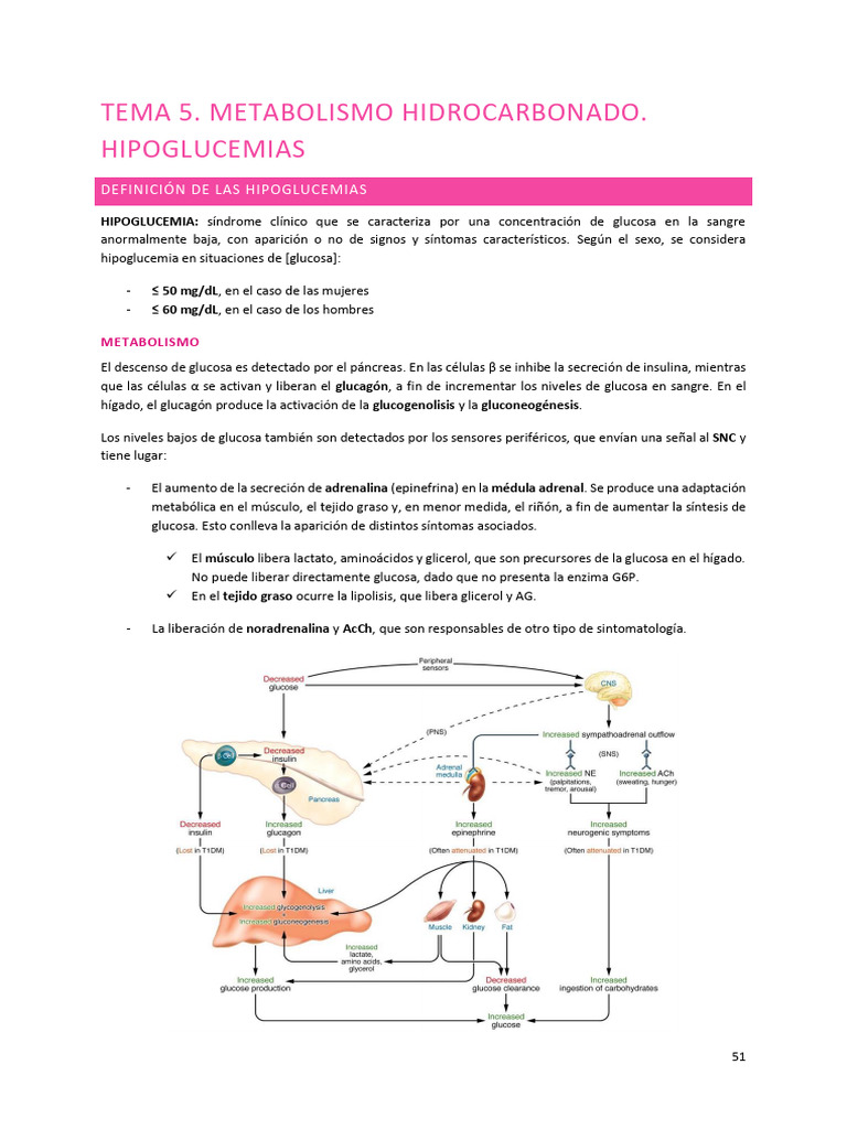 Tema 5. - Metabolismo HdC. Hipoglucemias | PDF