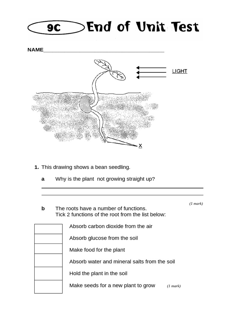 Yr9 Plant Test | PDF