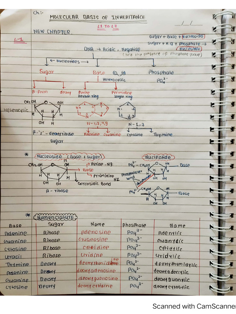 Molecular Basis of Inheritance | PDF