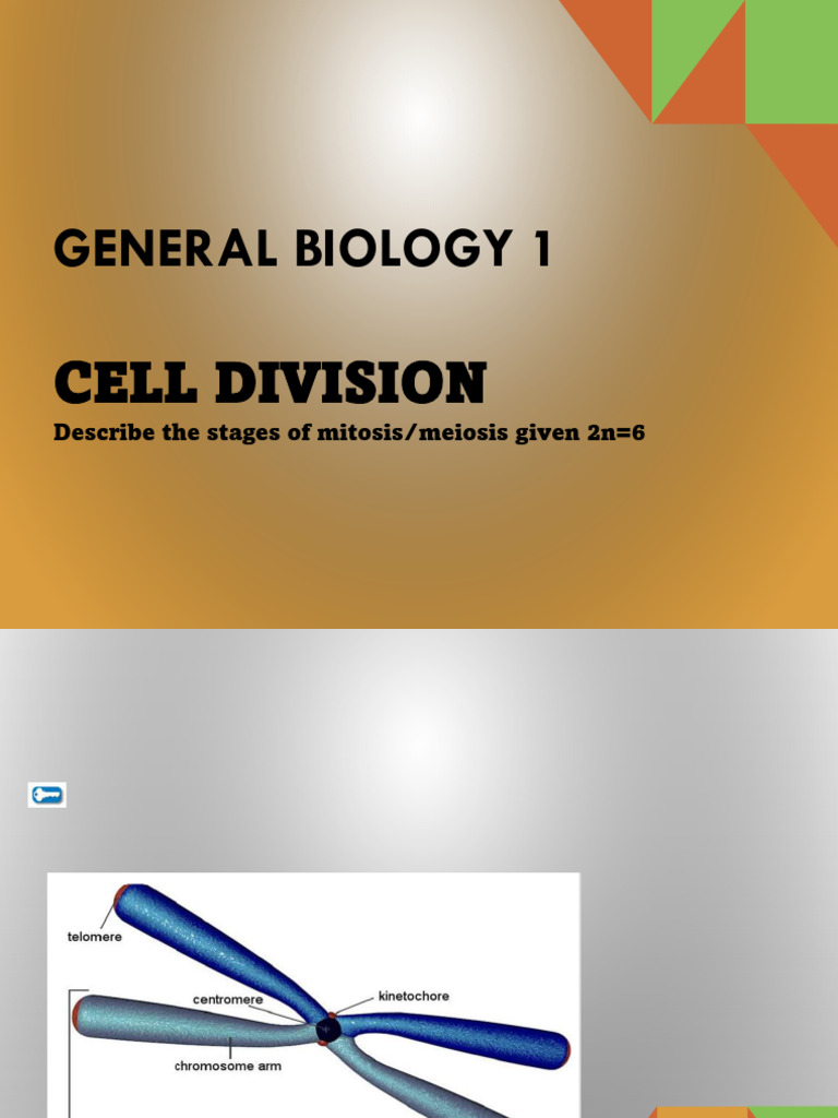 Week 5 6 Cell Division Mitosis and Meiosis | PDF | Meiosis | Social Science