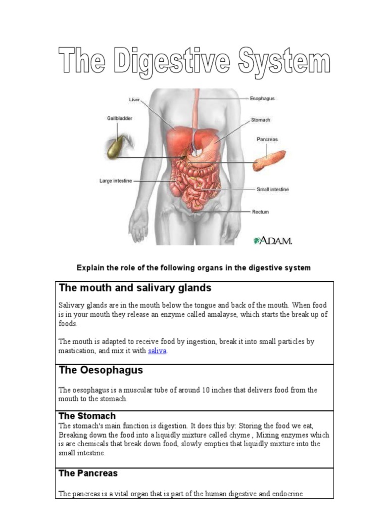 Diet Assessment 2 | PDF | Digestion | Human Digestive System