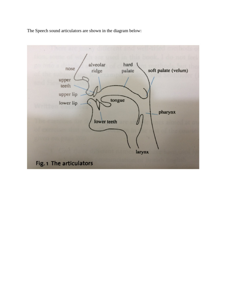 Diagram of The Speech Sound Articulators | PDF