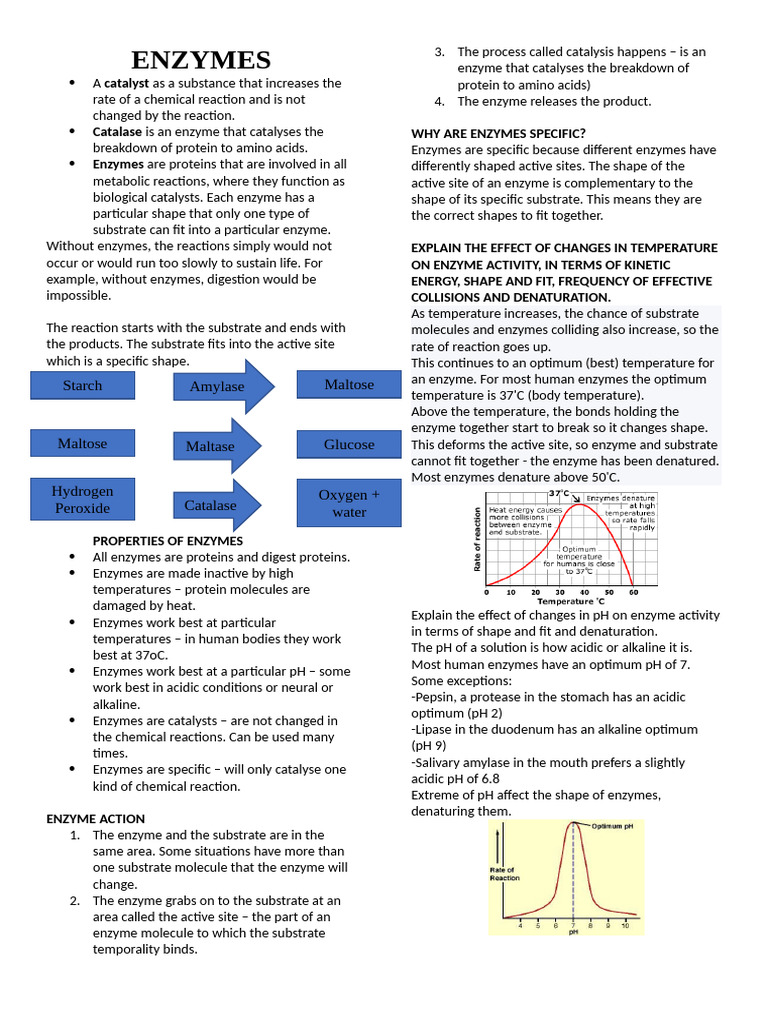 Igcse 5 Enzymes | PDF