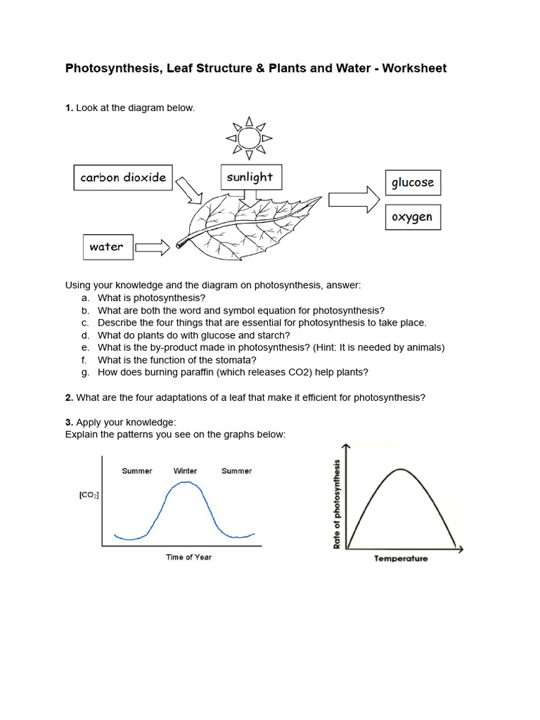 Photosynthesis - Worksheet | PDF