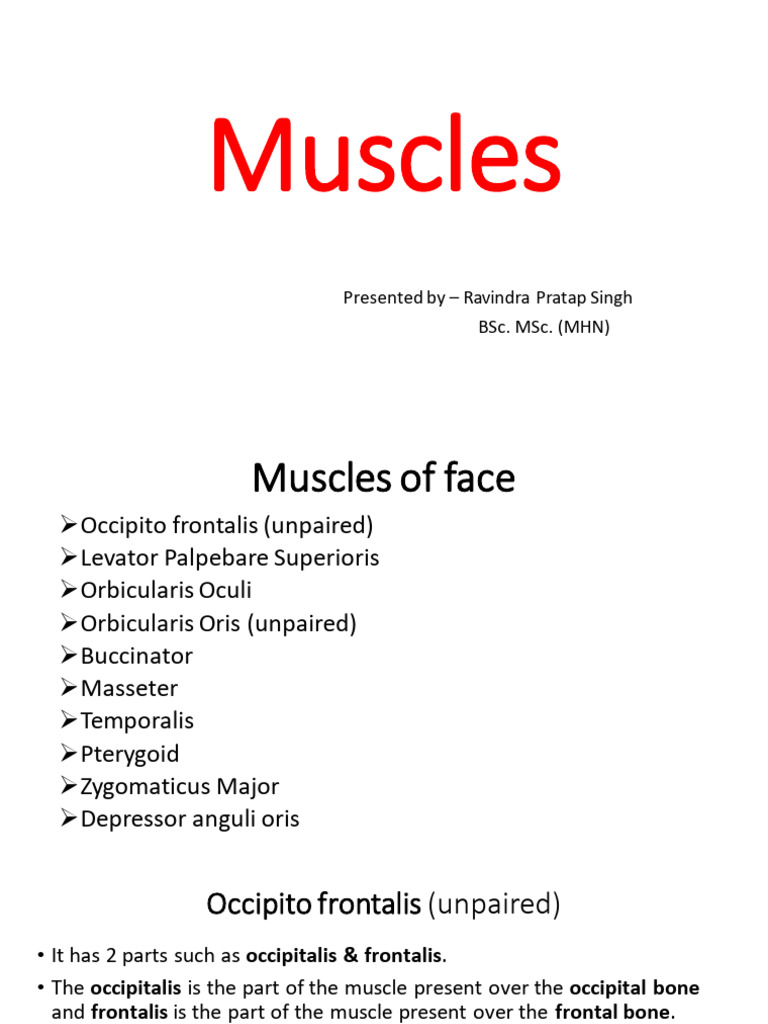 Muscles | PDF