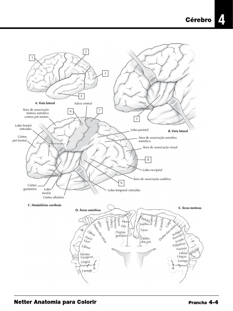 Netter - Anatomia para Colorir (Arrastado) | PDF