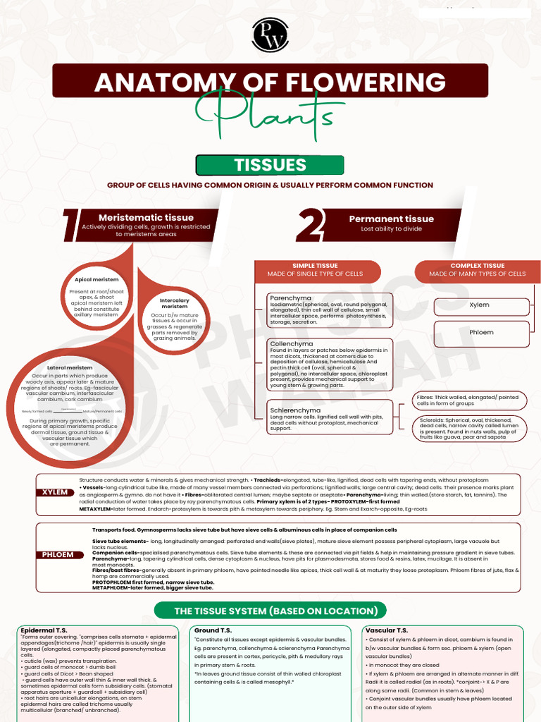 Anatomy of Flowering Plant - Mind Map | PDF