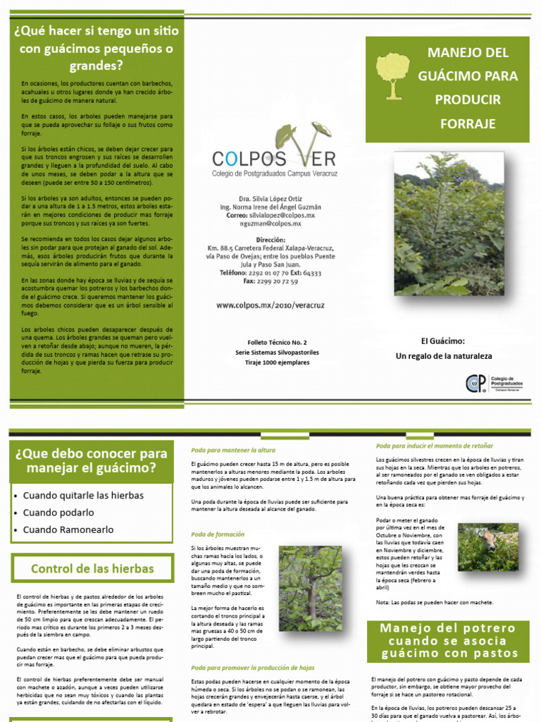 Guacimo Forraje | PDF | Pasto | Arboles
