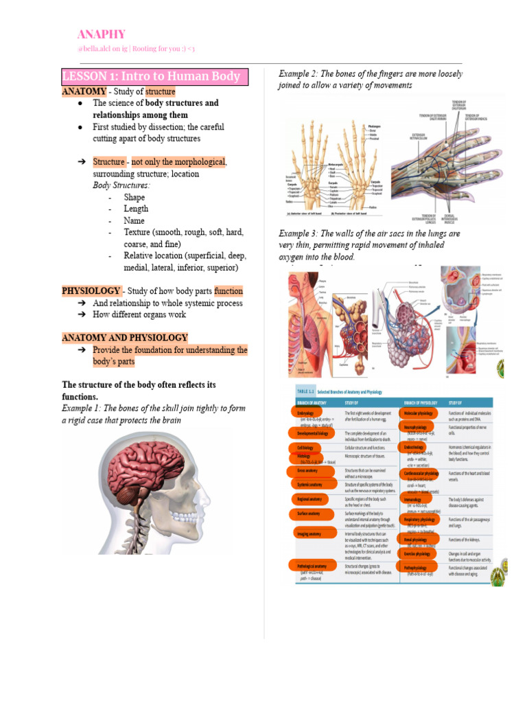 Anaphy Chapter 1 - Intro To Human Body | PDF