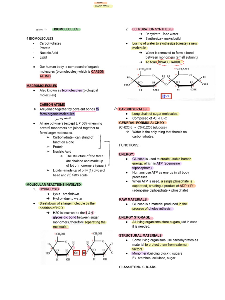 Biomolecules 1 | PDF