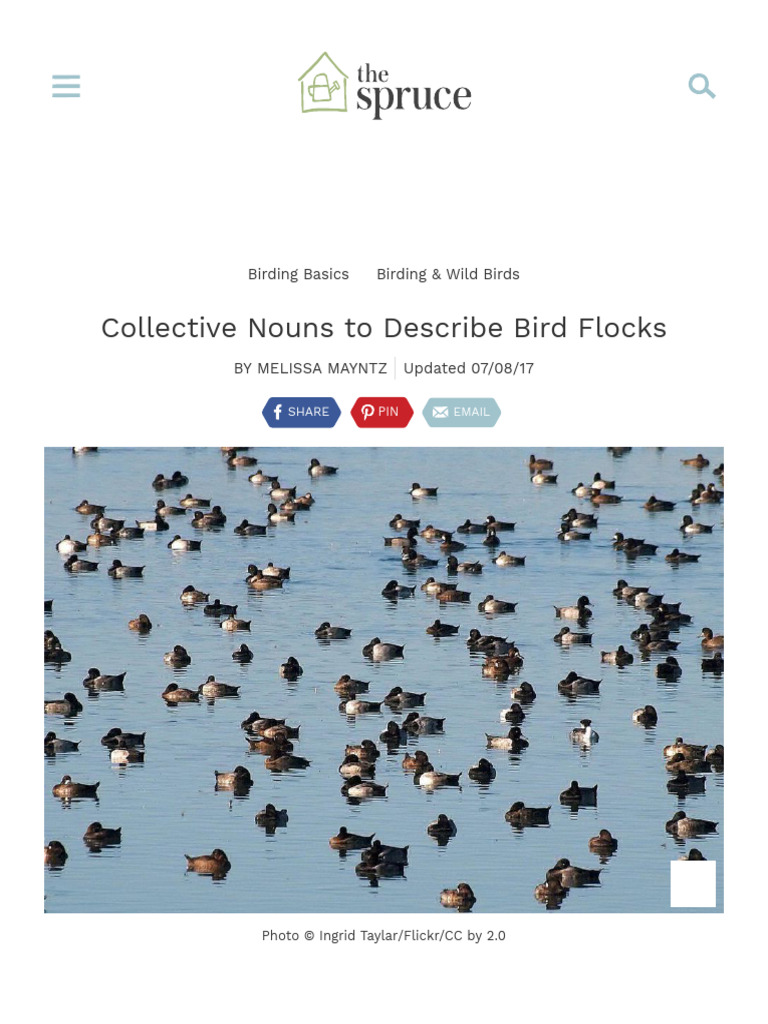 Bird Flock Names for Enthusiasts | PDF | Birds | Ornithology