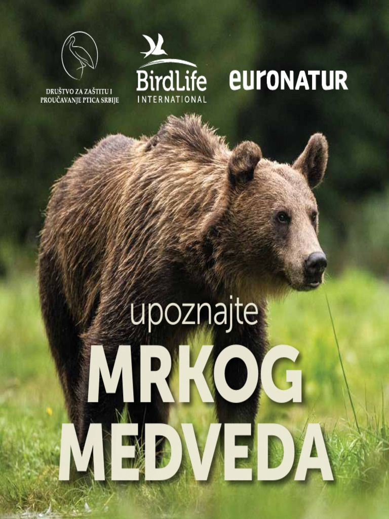 Upoznajte Mrkog Medveda | PDF