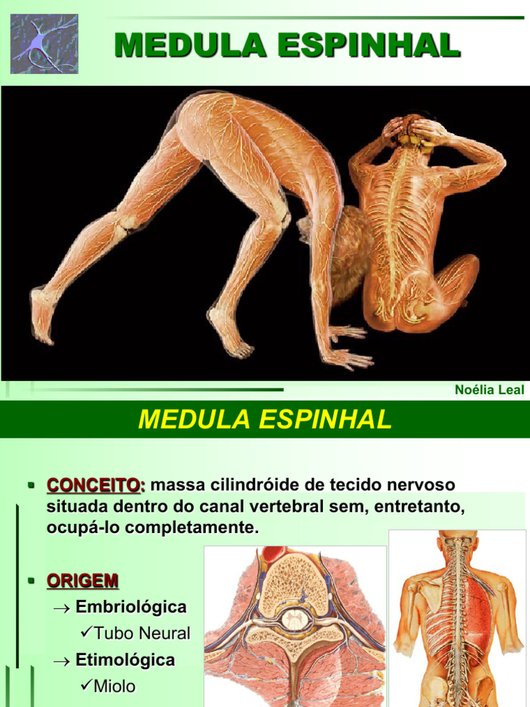 Aula 03 MedulaEspinhal | PDF