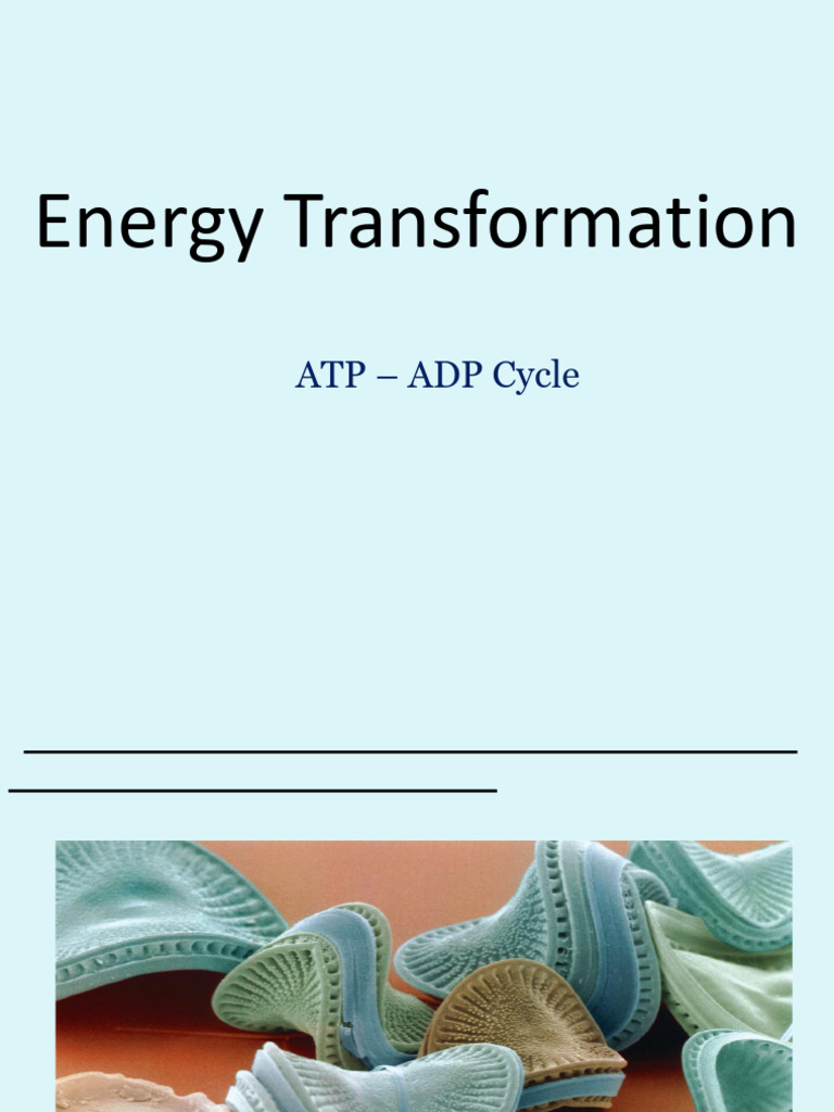Chemical Energy and ATP-ADP Cycle | PDF