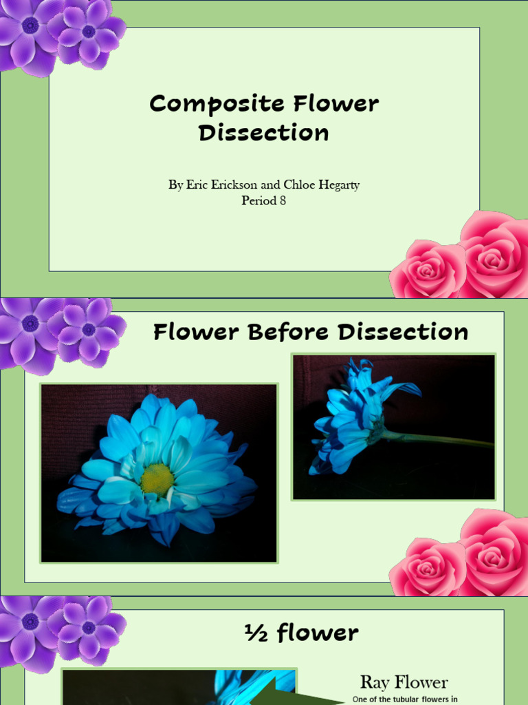 Composite Flower Dissection | PDF